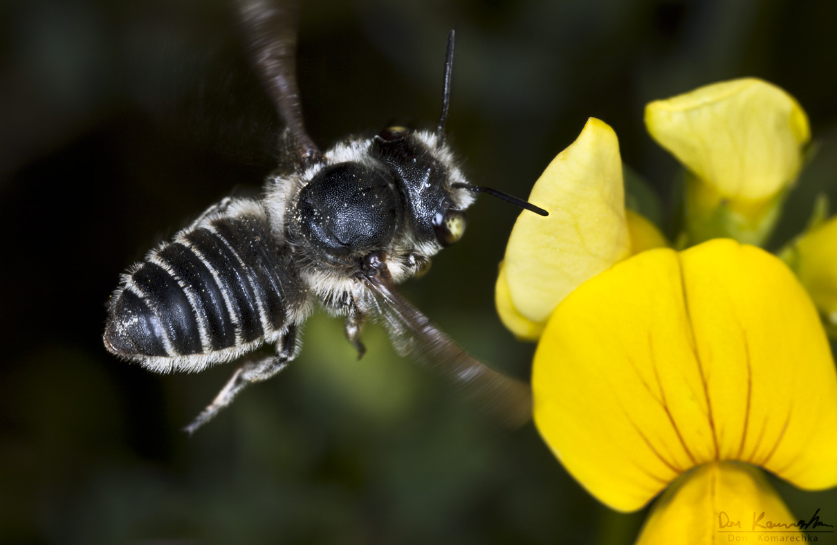 Don Komarechka Photography, Barrie Ontario » Busy Bee
