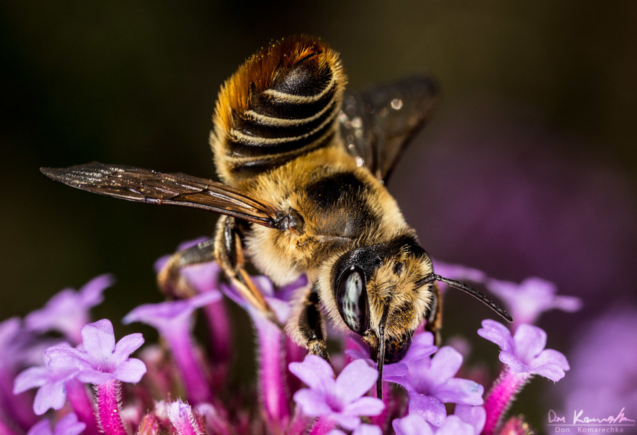 Don Komarechka Photography, Barrie Ontario » Leafcutter Bee